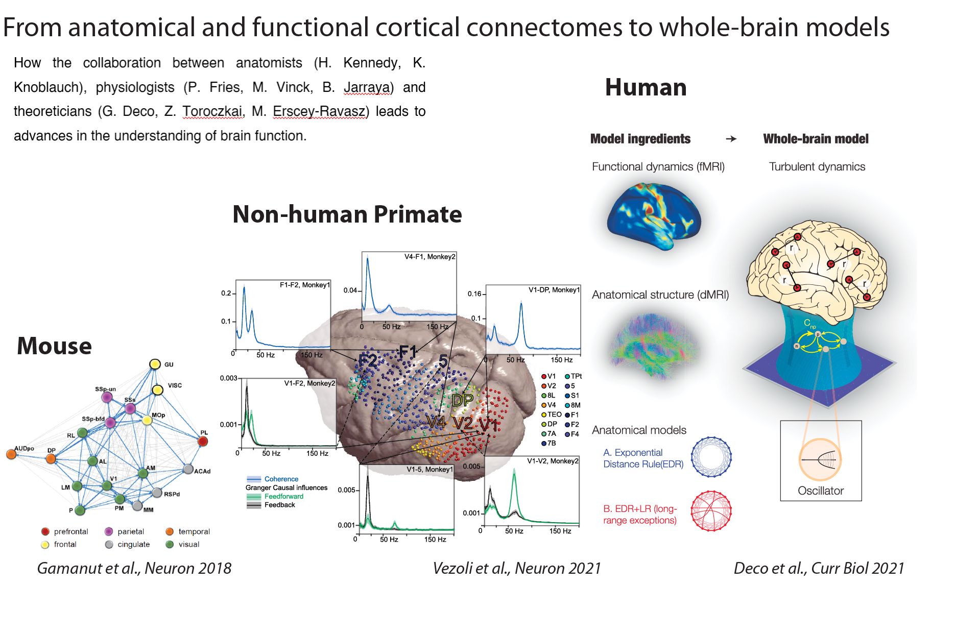 CORTICITY: Comparative Investigation of the Cortical Circuits in Mouse, NHP and Human – FLAG-ERA